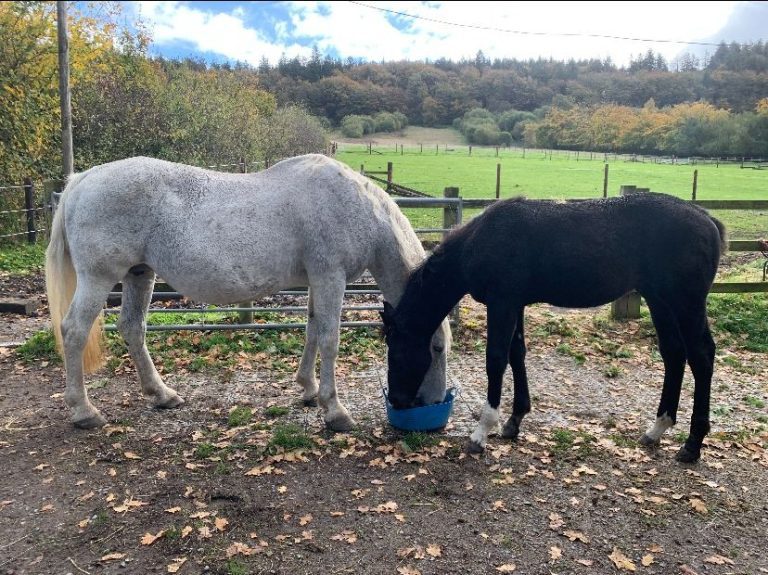 WCEH accredited practice to provide artificial insemination (AI) | News ...